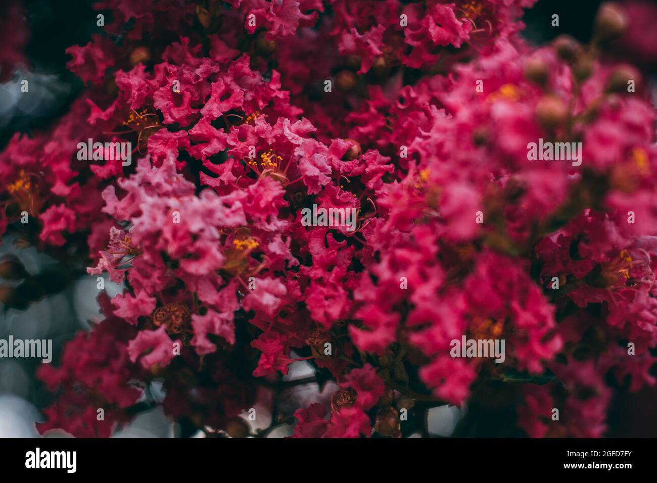 Closeup shot of a pink Lagerstroemia lilac Stock Photo - Alamy