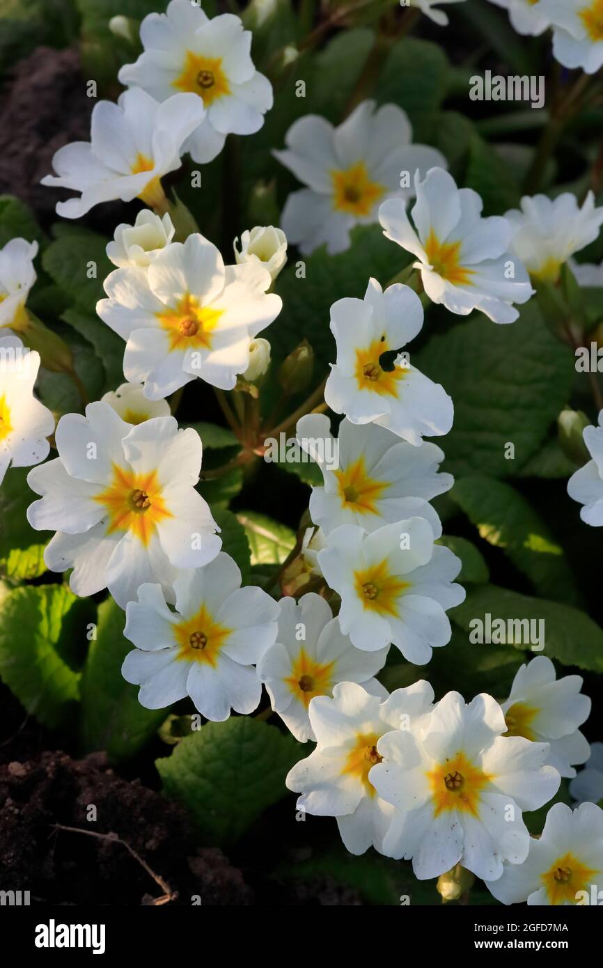White primrose flowers hi-res stock photography and images - Alamy