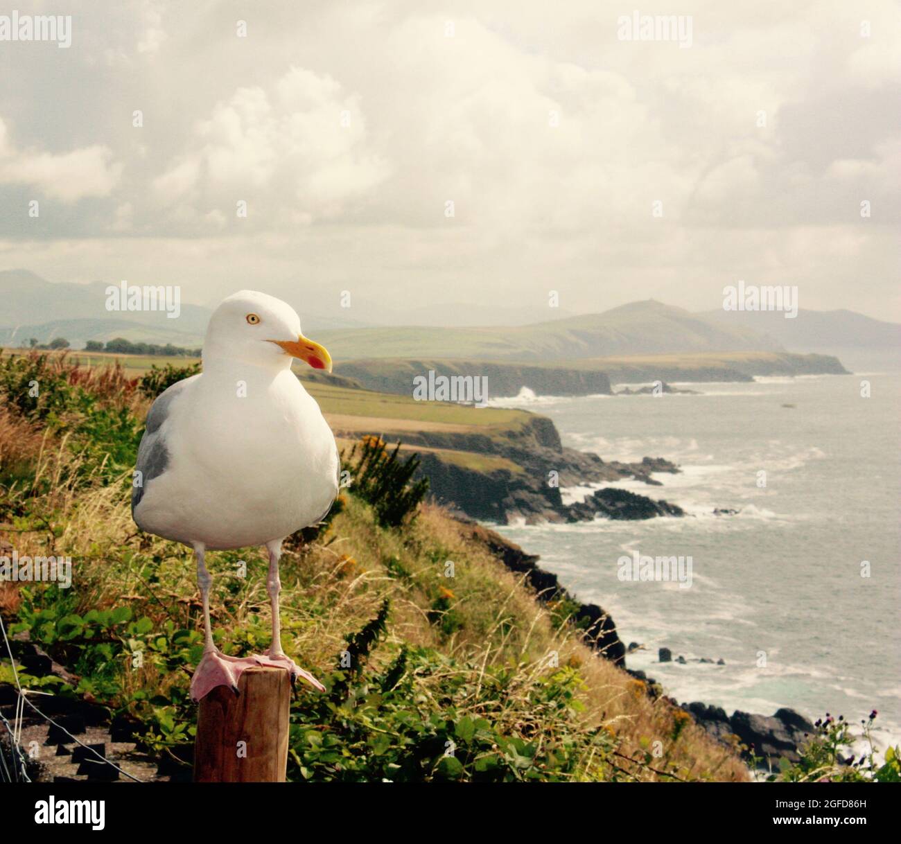 A wild Irish summer in Kerry Stock Photo - Alamy