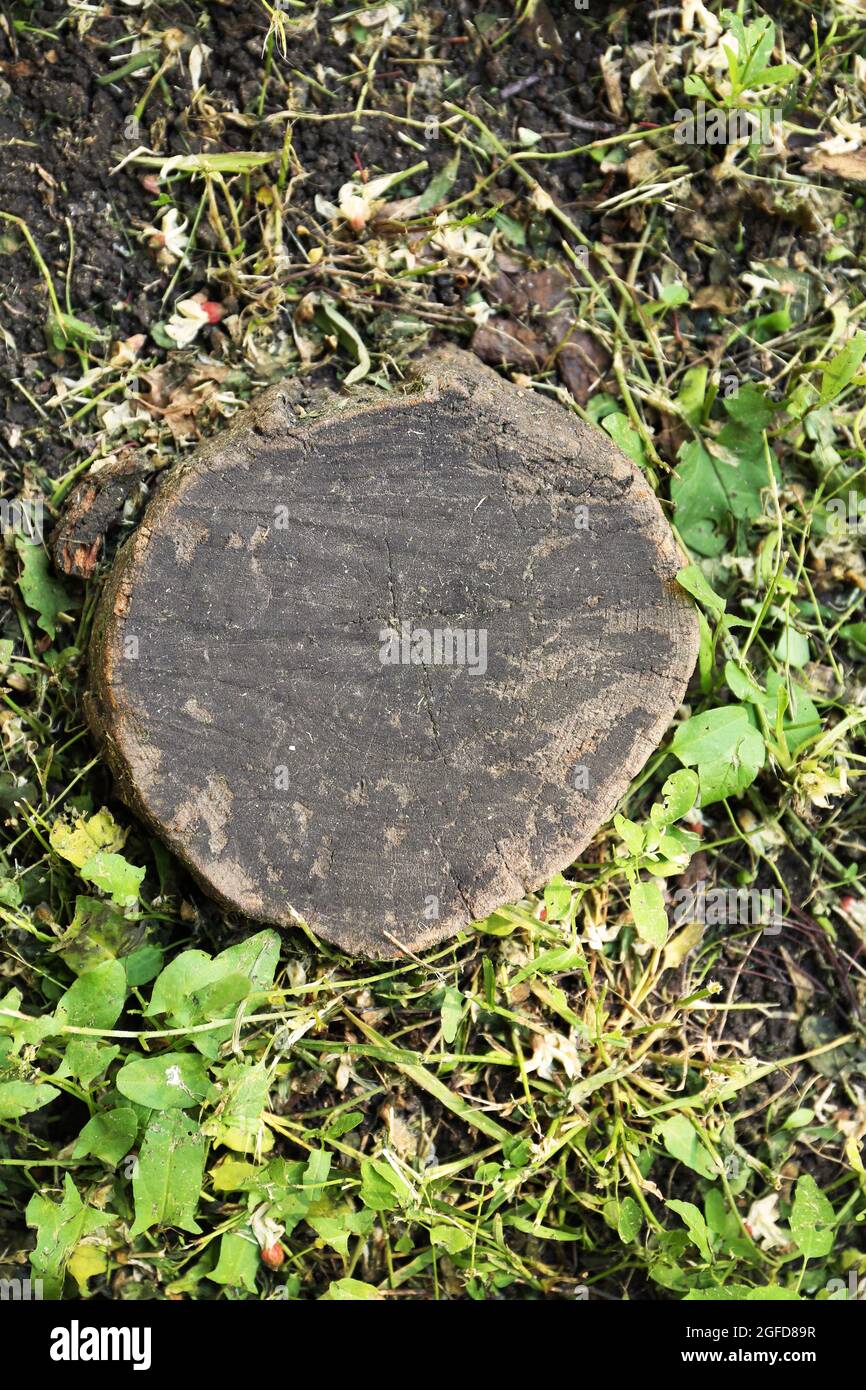 Section of trees on nature background Stock Photo - Alamy