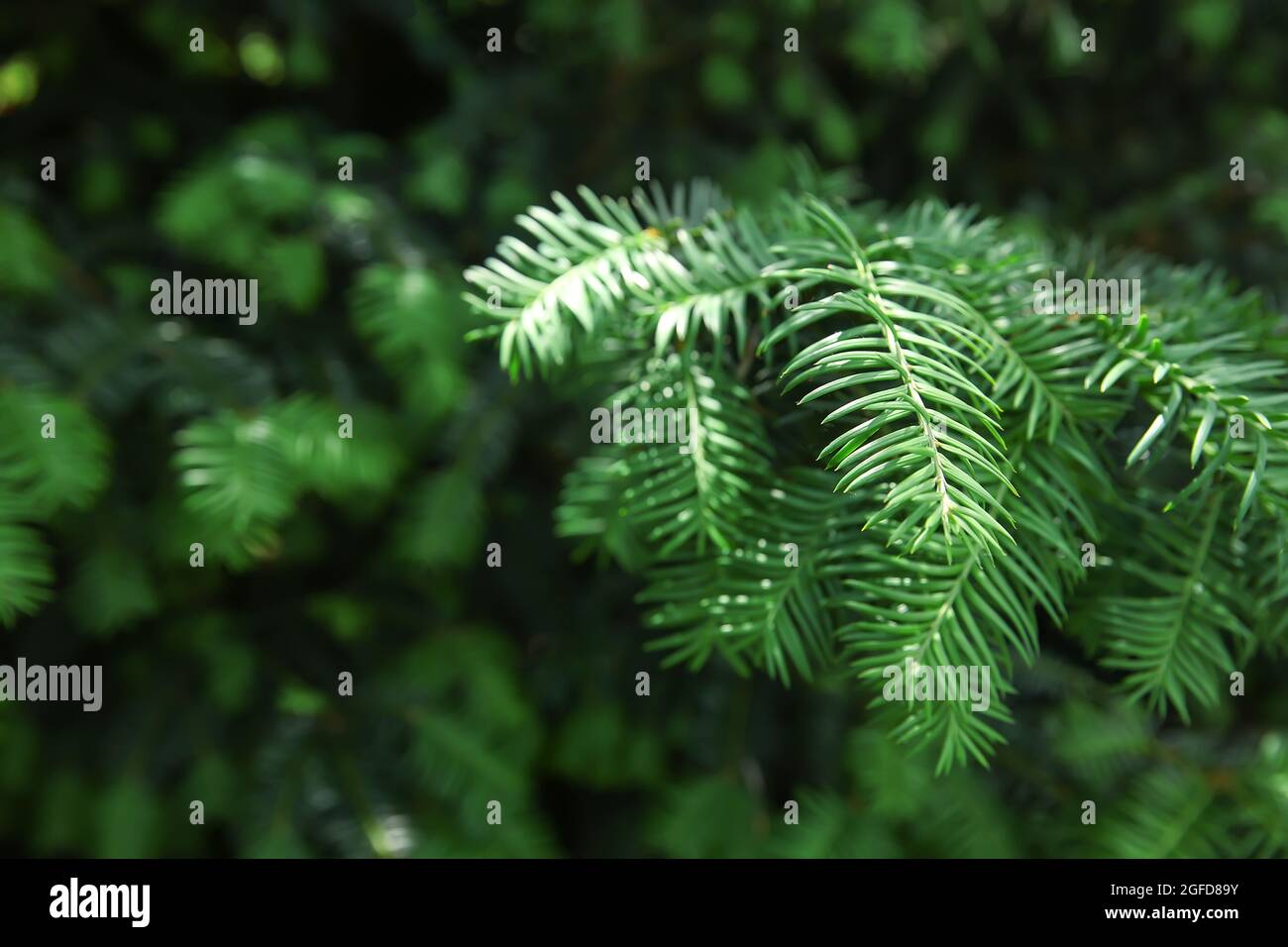 Green needle background Stock Photo - Alamy