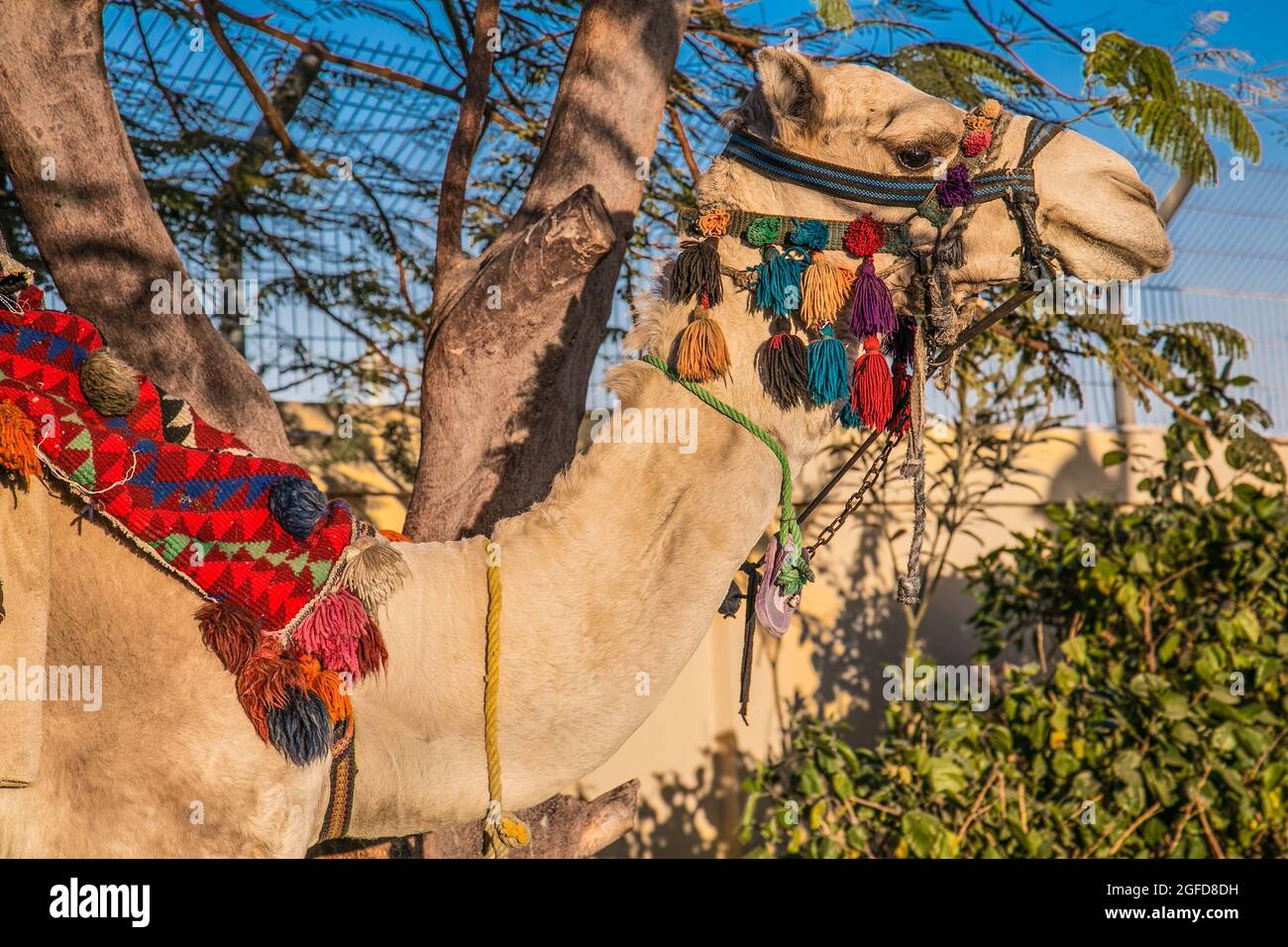 The camel in Hurghada city, Egypt Stock Photo - Alamy