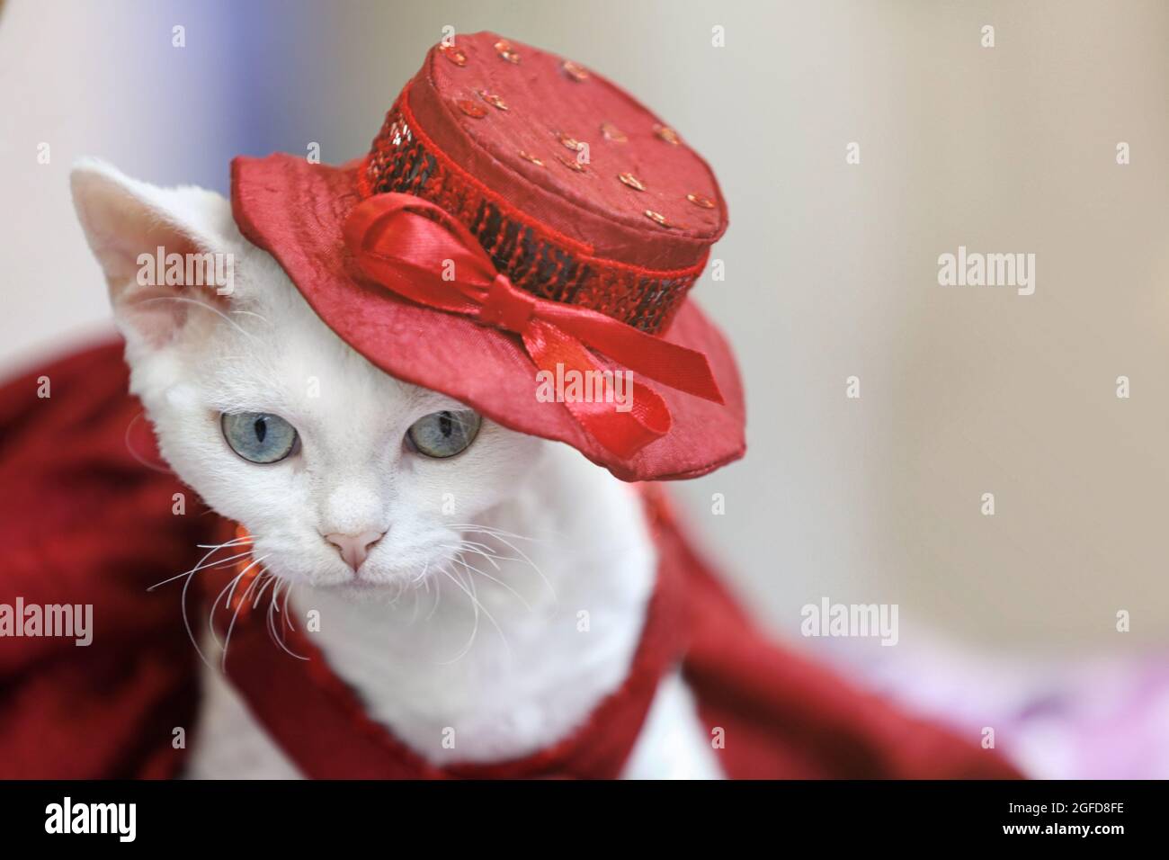 Show cat at an exhibition Stock Photo - Alamy