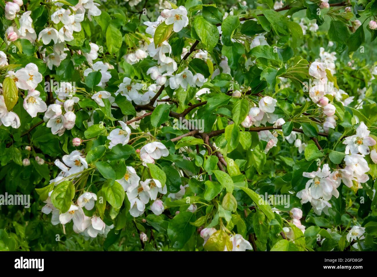 Beautiful flowering of a fruit tree in spring Stock Photo - Alamy