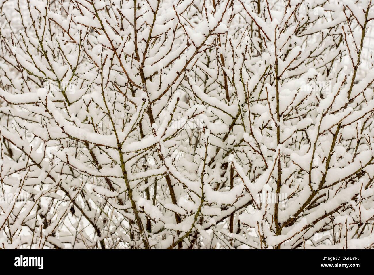 Tree branches in snow, background for winter weather banner Stock Photo ...