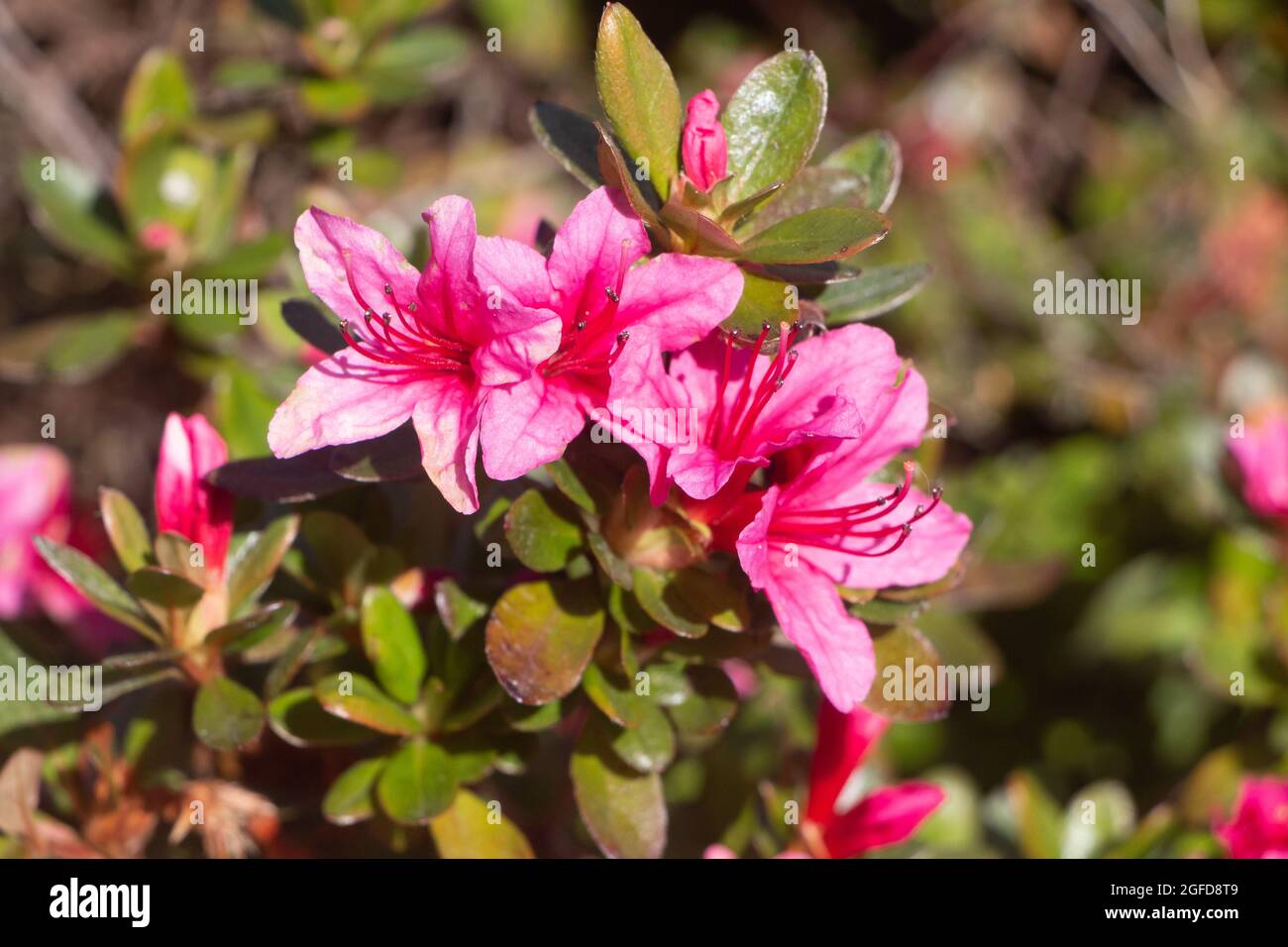 Pink flowers of azalea in a garden during winter Stock Photo - Alamy