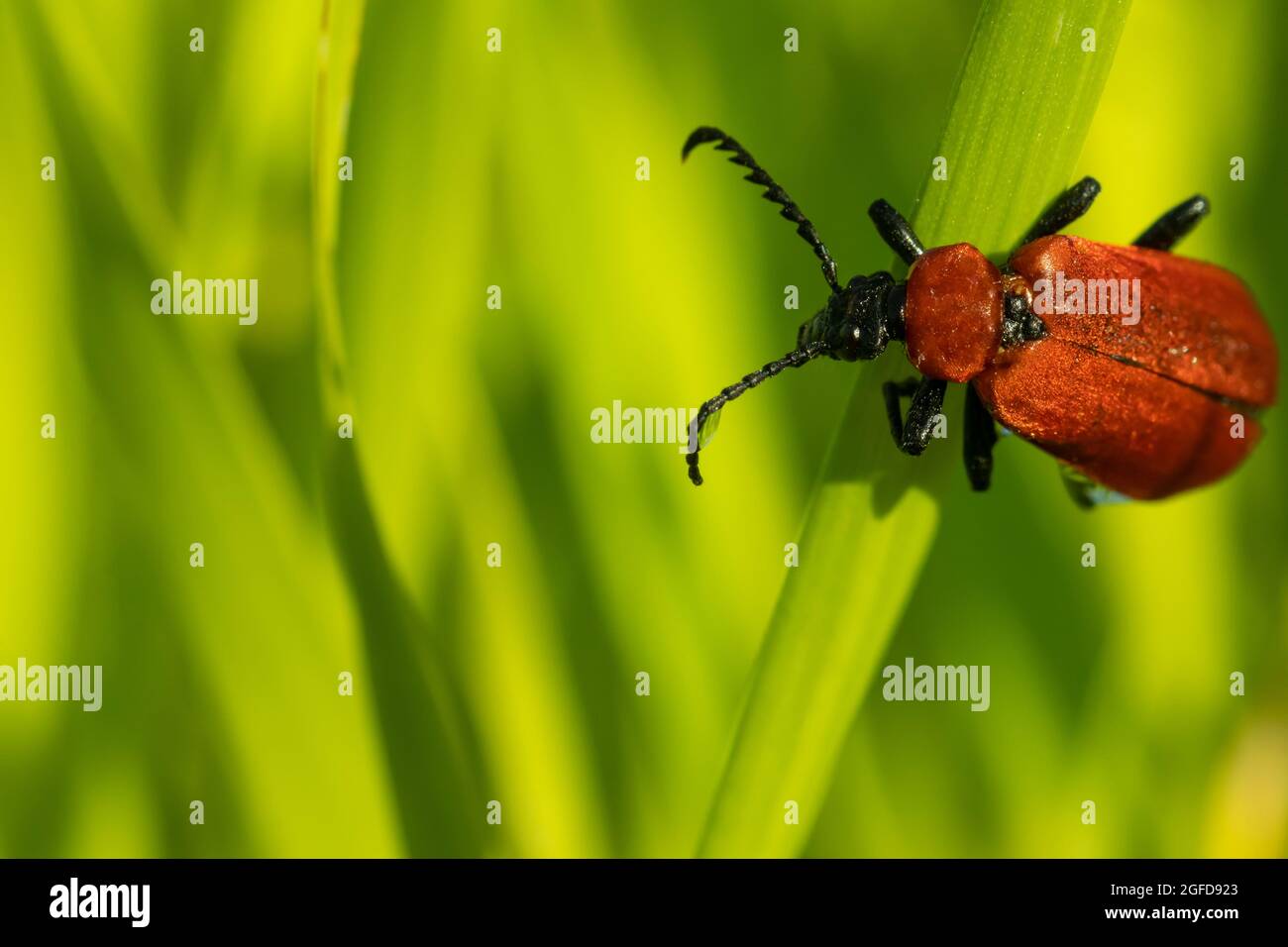 Cardinal beetle red beetle on a bright natural green background, with ...