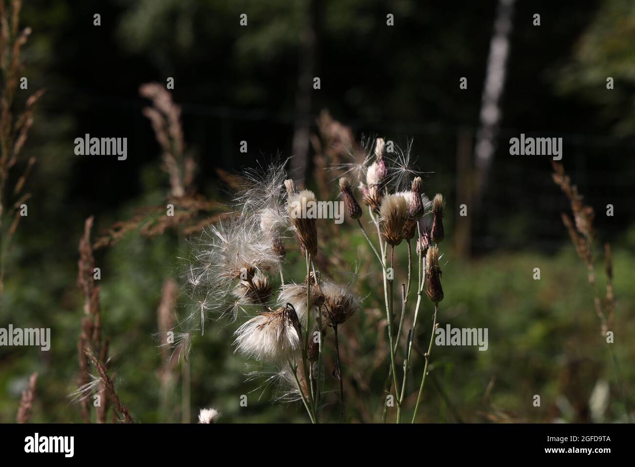 Wind blowing seeds off hi-res stock photography and images - Alamy