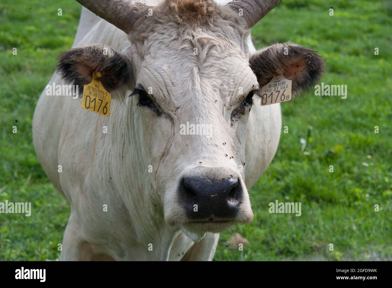 Grey and brown cattle hi-res stock photography and images - Alamy