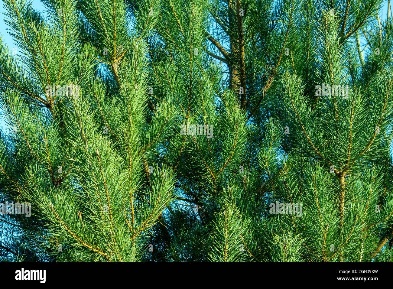 Bright natural background of pine branches, for banner, advertising and ...