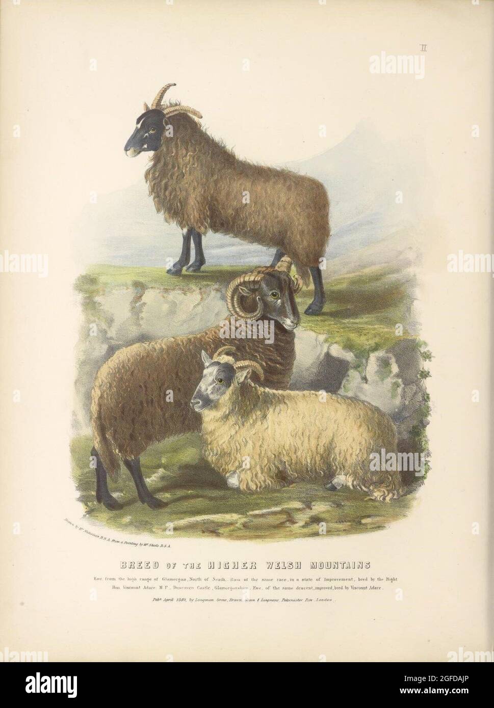 The breeds of the domestic animals of the british islands hi-res stock ...
