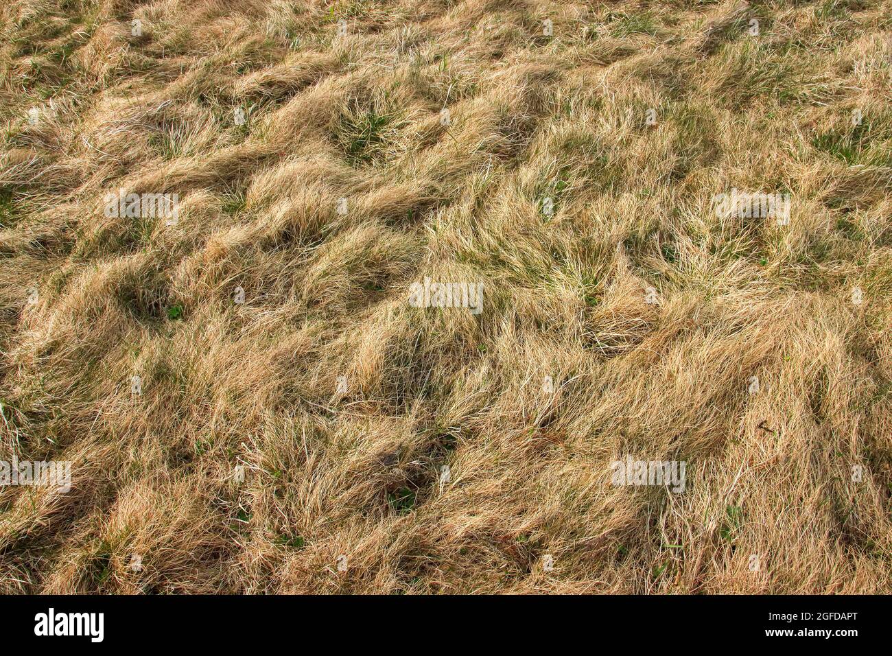 Old dry grass, abstract background for design Stock Photo - Alamy