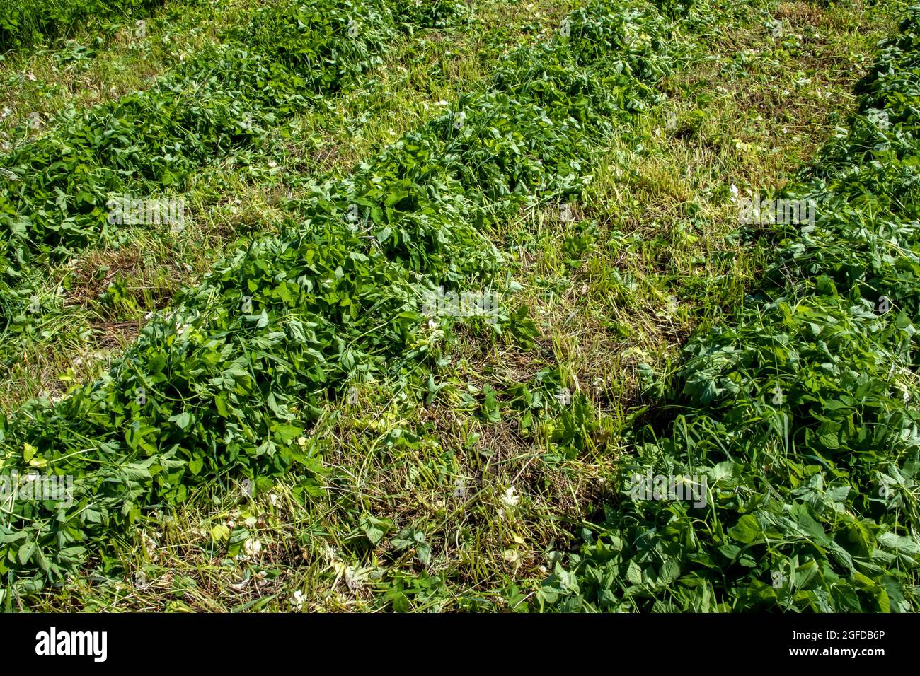 Mown field close up hi-res stock photography and images - Alamy