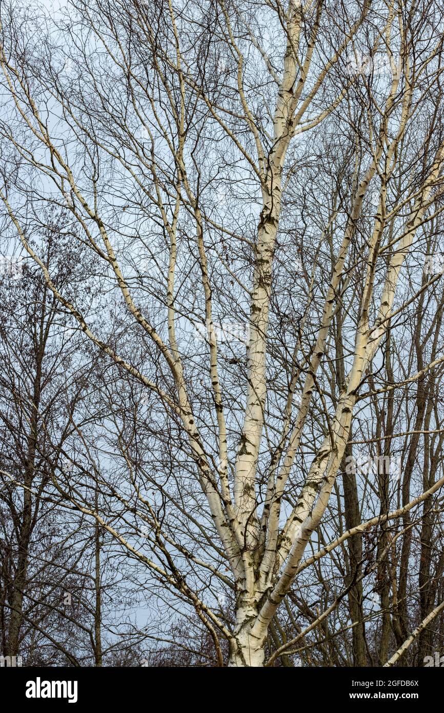 Birch on a background of blue sky with clouds, beautiful landscape ...