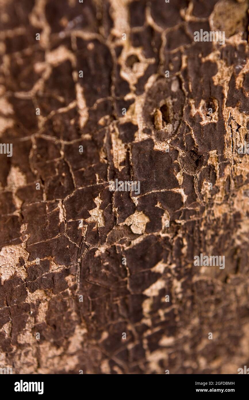 Worn, fragmented cover surface of an old book. Damaged, rustic paper ...