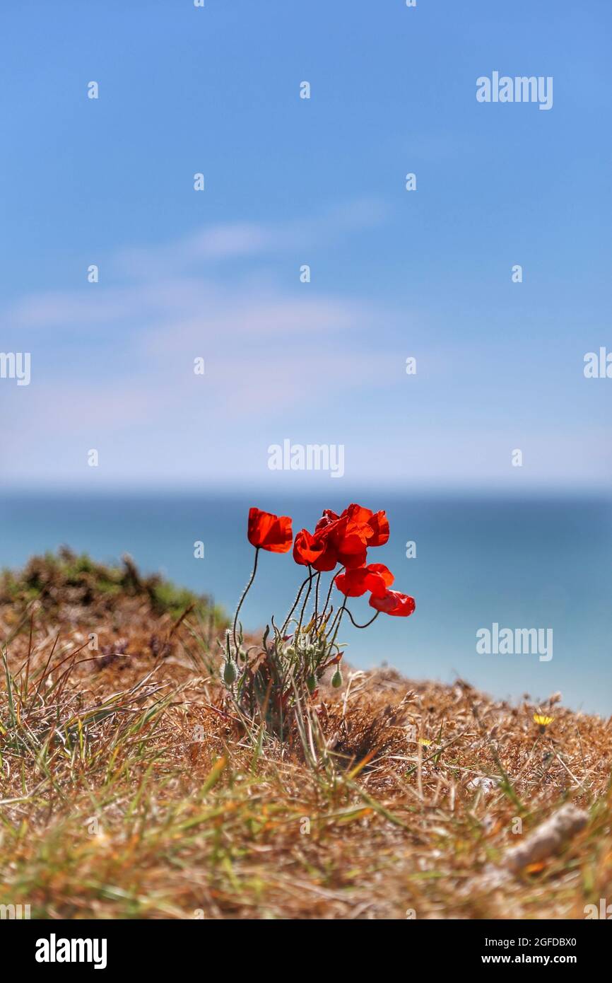 Poppies on the cliff Stock Photo - Alamy