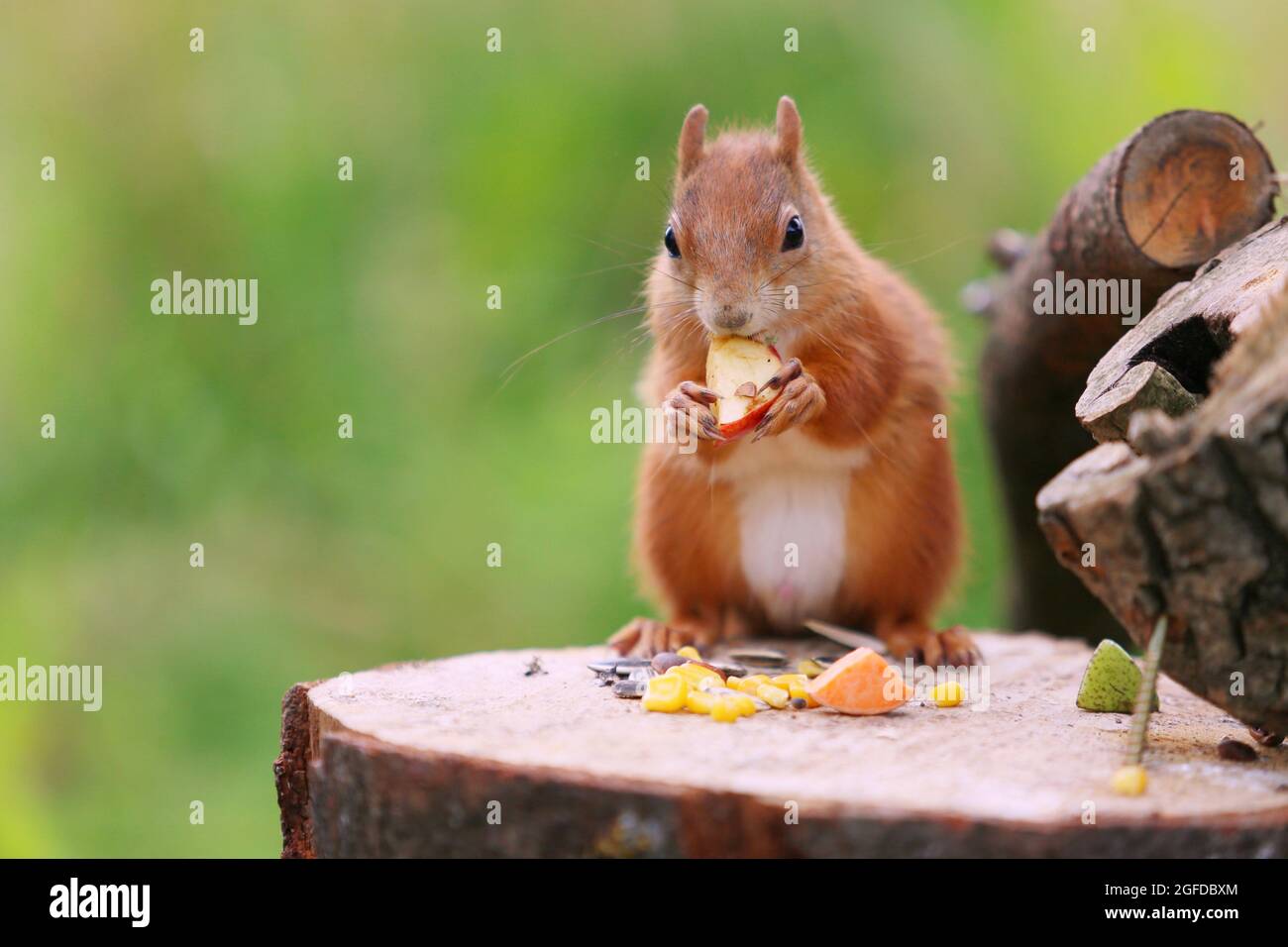Red Squirrel lunch Stock Photo - Alamy