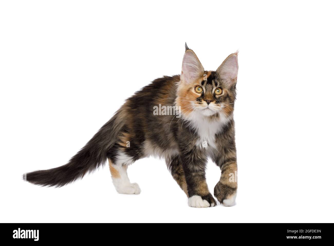 Crouching Red Maine Coon Cat Walk and Hunt on Isolated White Background ...