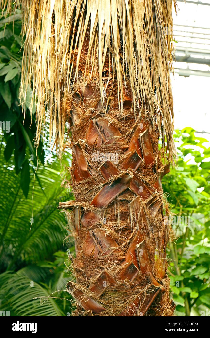 Palm trunk in the botanical garden Stock Photo - Alamy