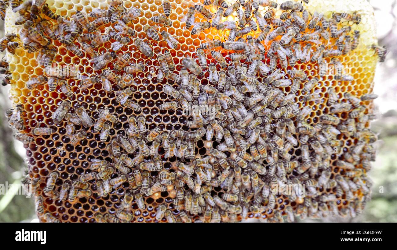 hive of bees for the production of Ligurian honey Stock Photo - Alamy