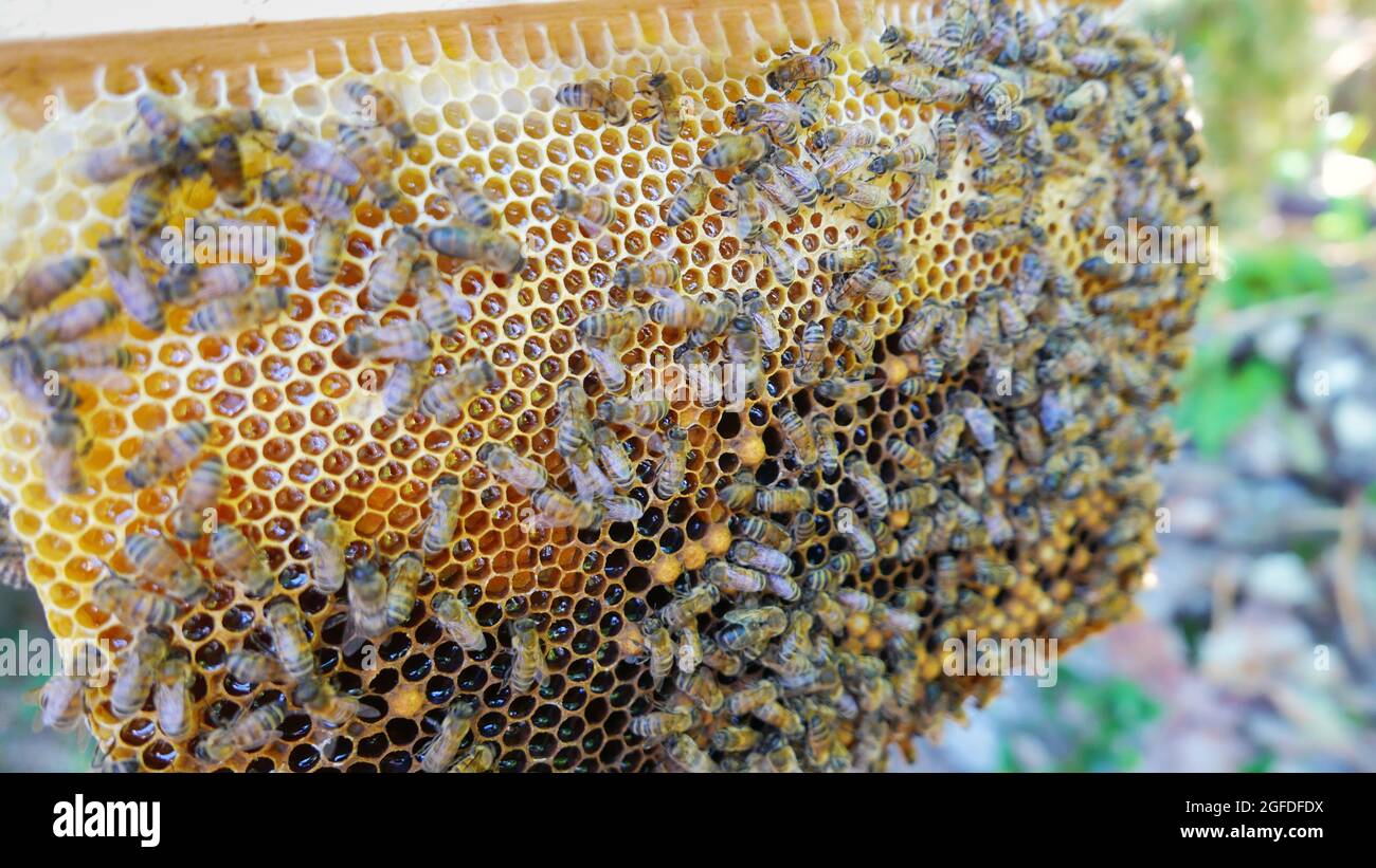hive with breeding bees for the production of high-quality honey Stock ...
