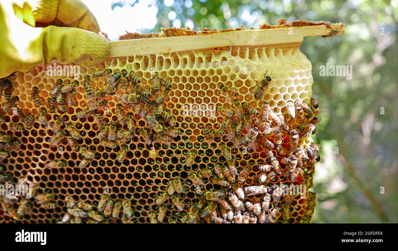 hive with breeding bees for the production of high-quality honey Stock ...