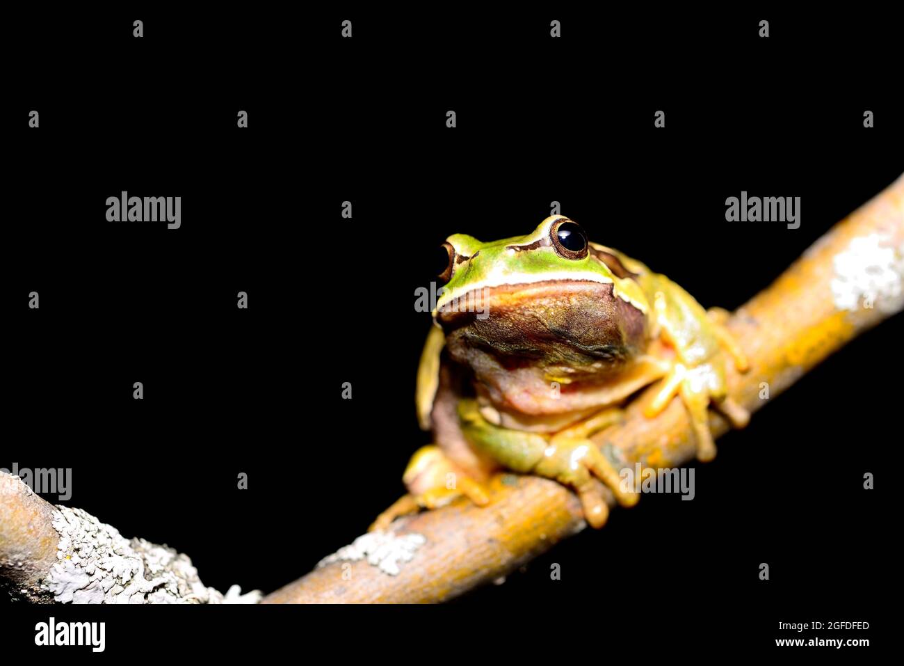 Moller's tree frog or Spanish San Antonio treefrog (Hyla molleri) on a ...