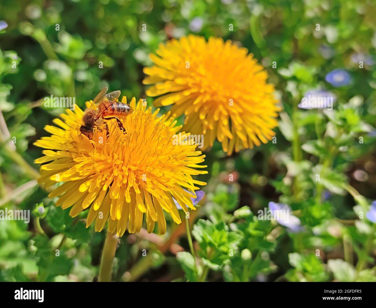 small worker bee above the white flower during pollination Stock Photo ...