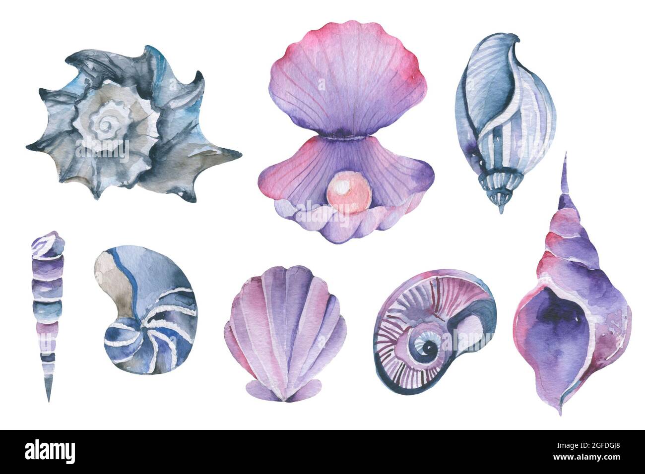 Shell Watercolor
