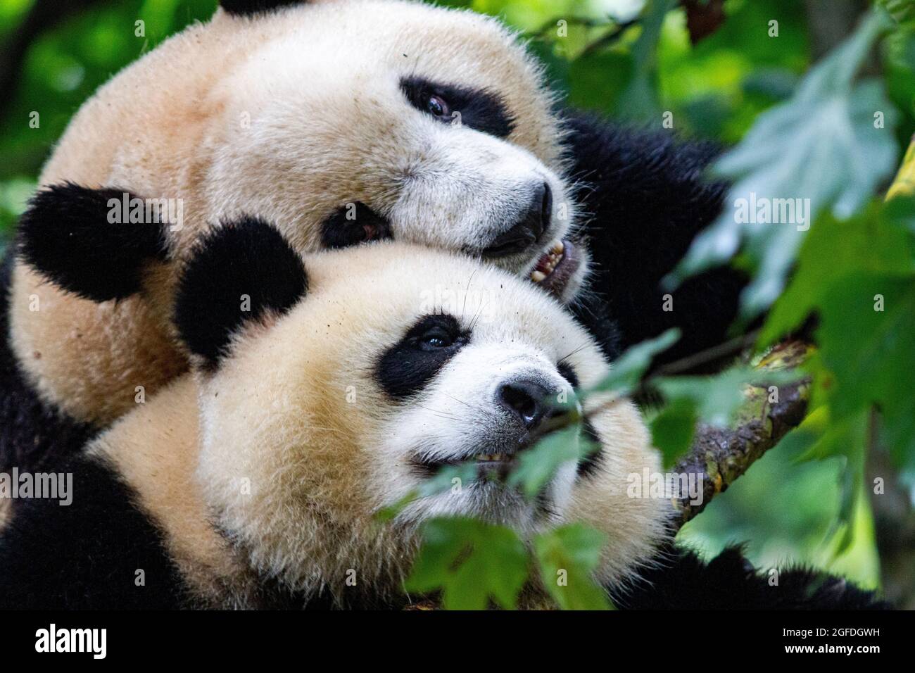 Panda china wolong panda center hi-res stock photography and images - Alamy