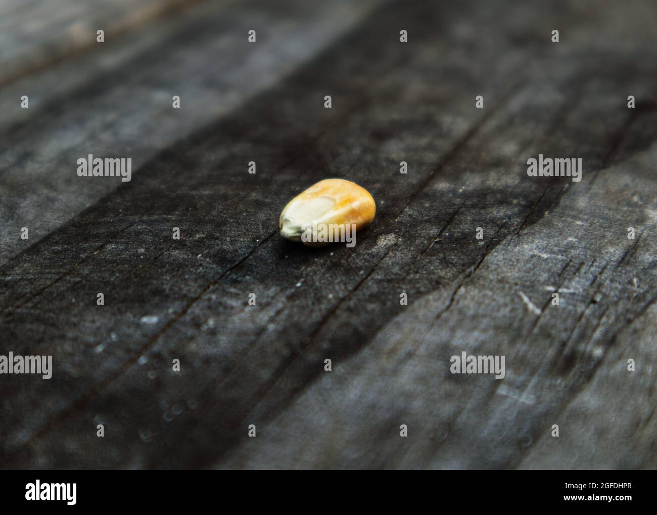 Cornphotos hi-res stock photography and images - Alamy