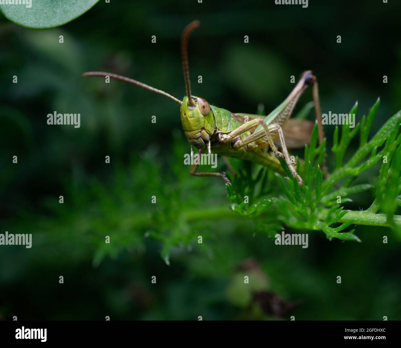 Closeup shot of a grasshopper sitting on a green tree branch in a ...