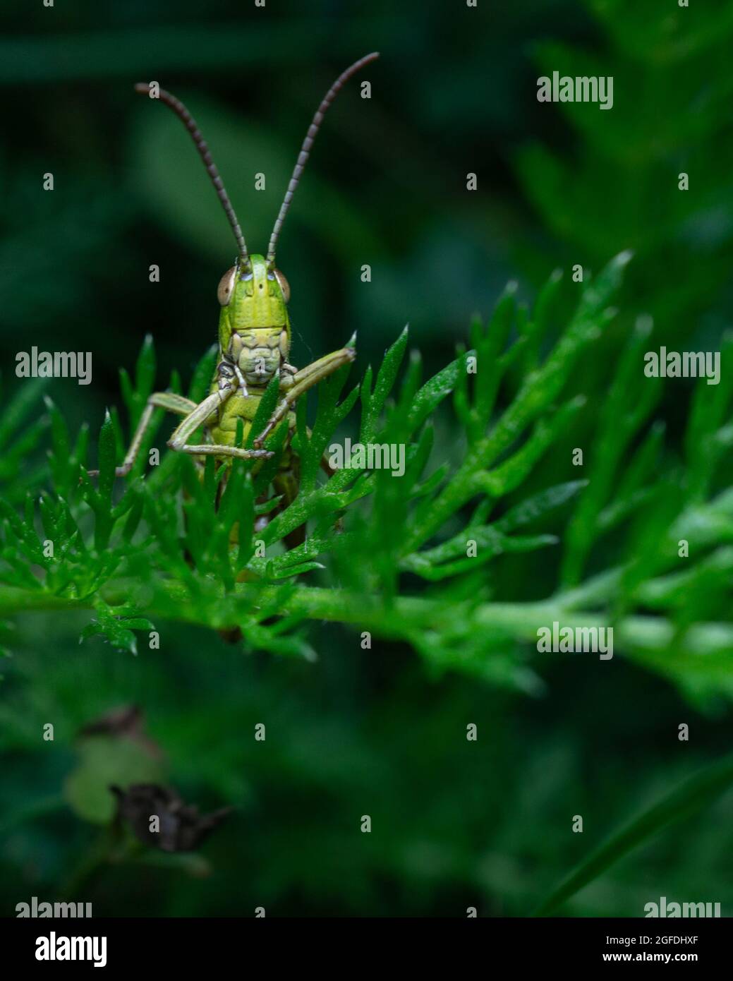 Vertical closeup shot of a grasshopper sitting on a green tree branch ...