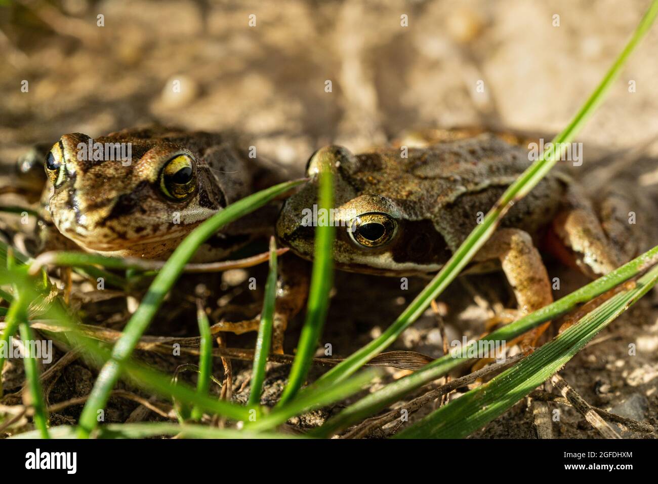 Frog sitting on sticks hi-res stock photography and images - Alamy