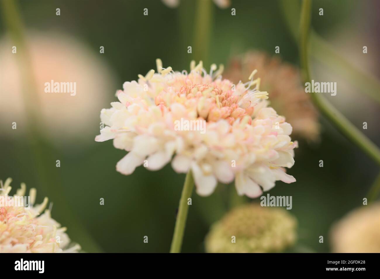 Creamy-yellow apricot flowers of 'Fata Morgana' / Scabiosa atropurpurea ...