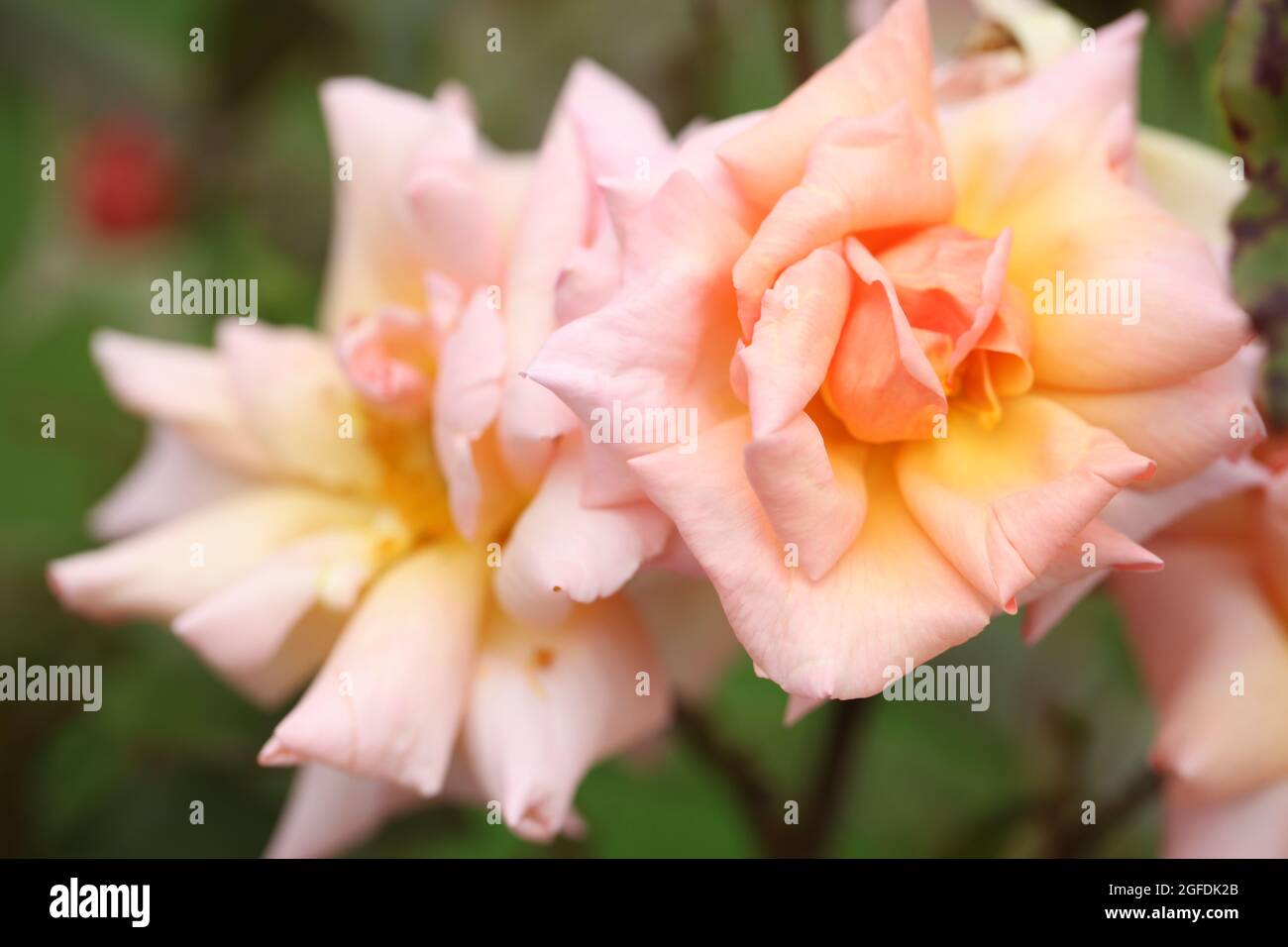Rose ' Compassion ' / Rosa Stock Photo - Alamy