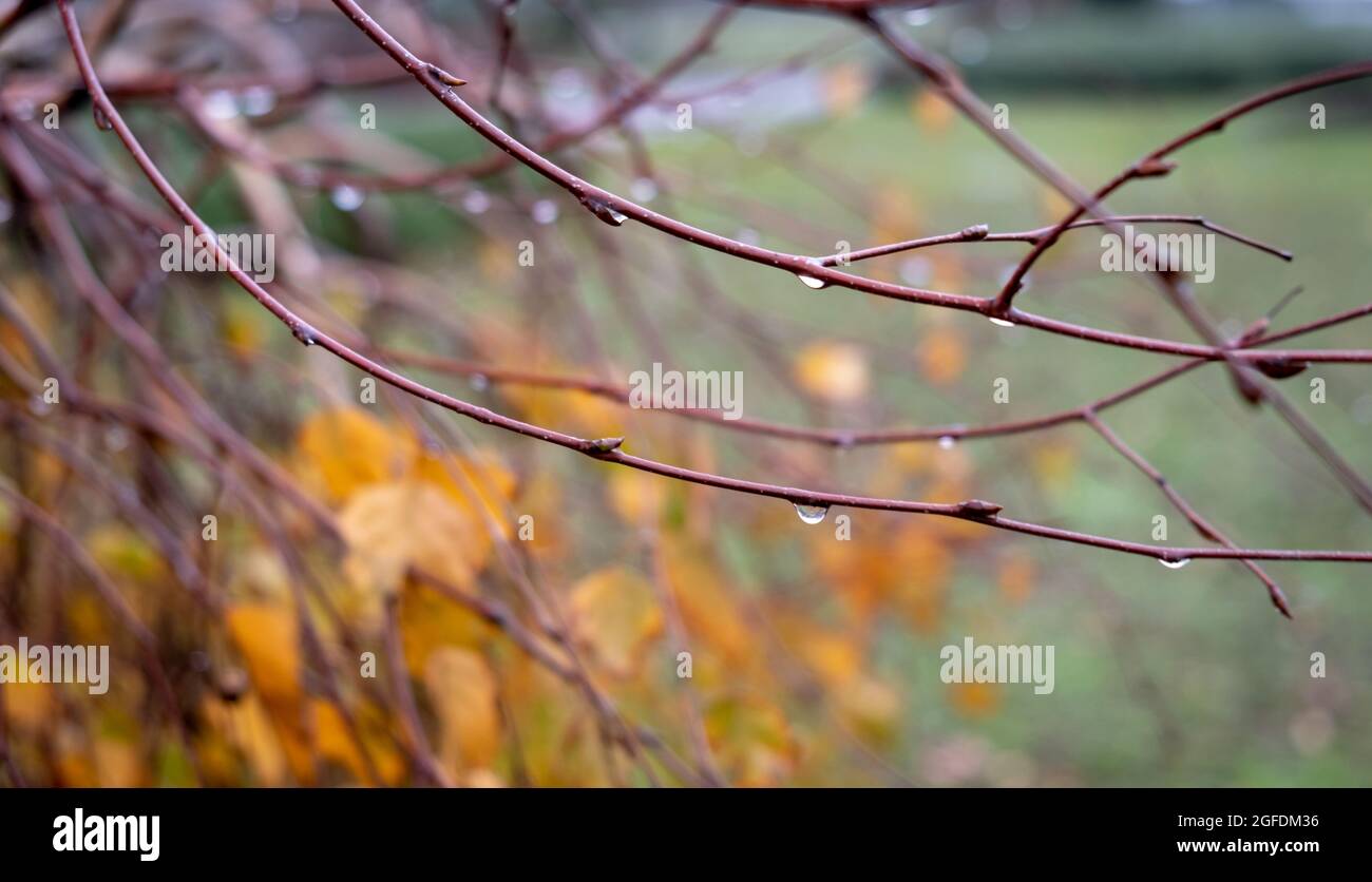 autumn branches with drops. concept of fall season. autumn orange maple ...