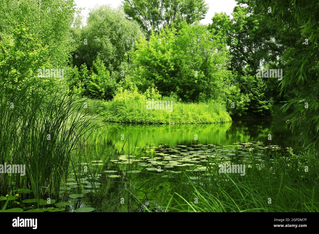 Landscape of forest pond Stock Photo - Alamy