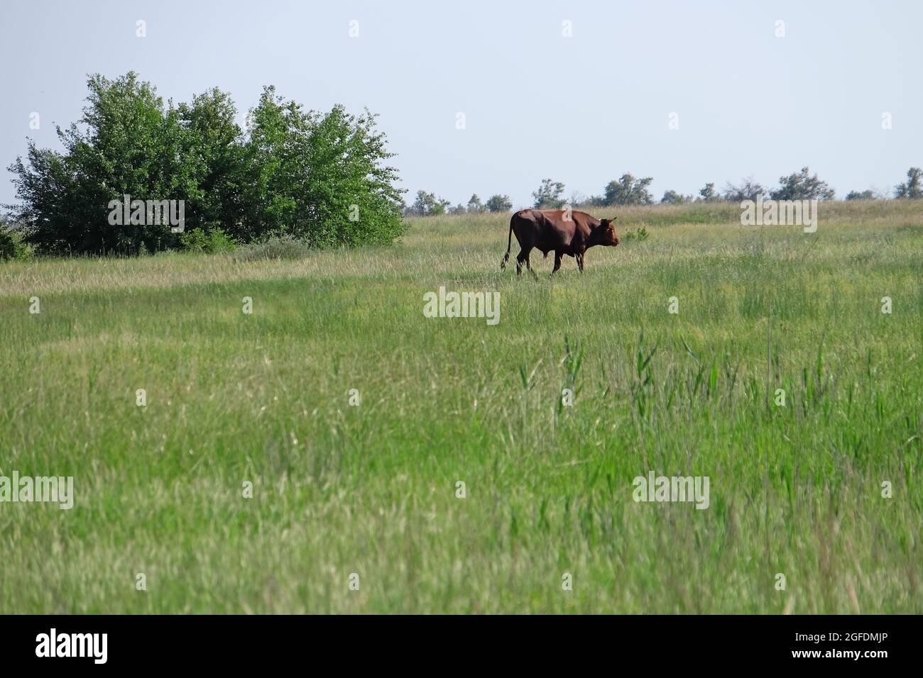 Field landscape with walking bull Stock Photo - Alamy