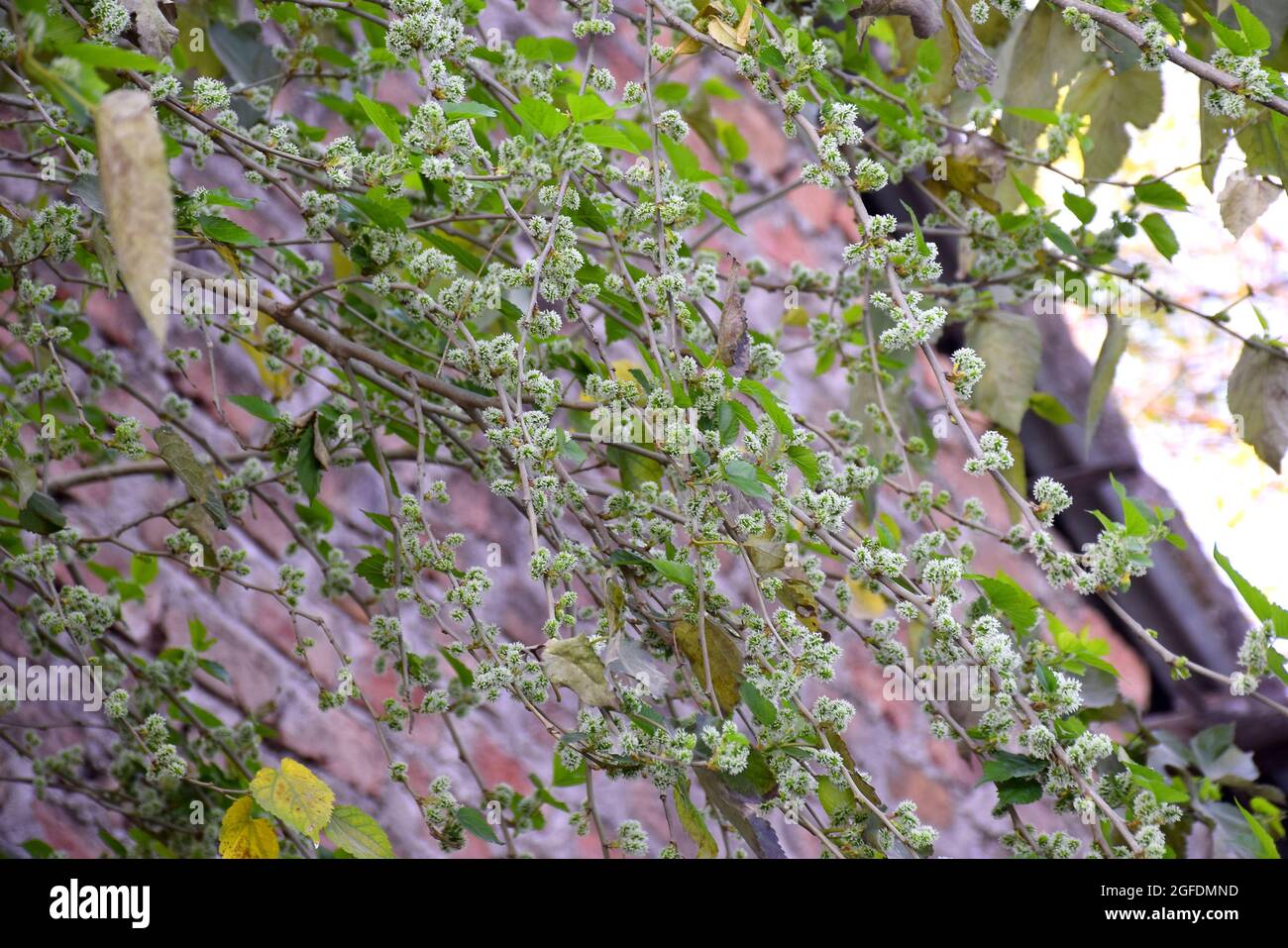 Raw fruits with mulberry branches with blur background Stock Photo - Alamy