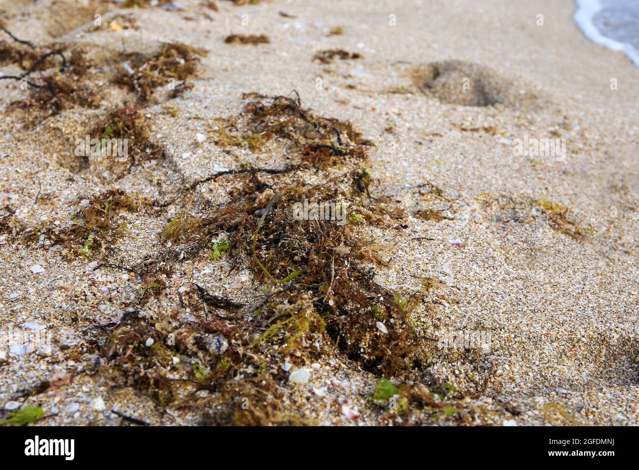 Polluted sea weed hi-res stock photography and images - Alamy