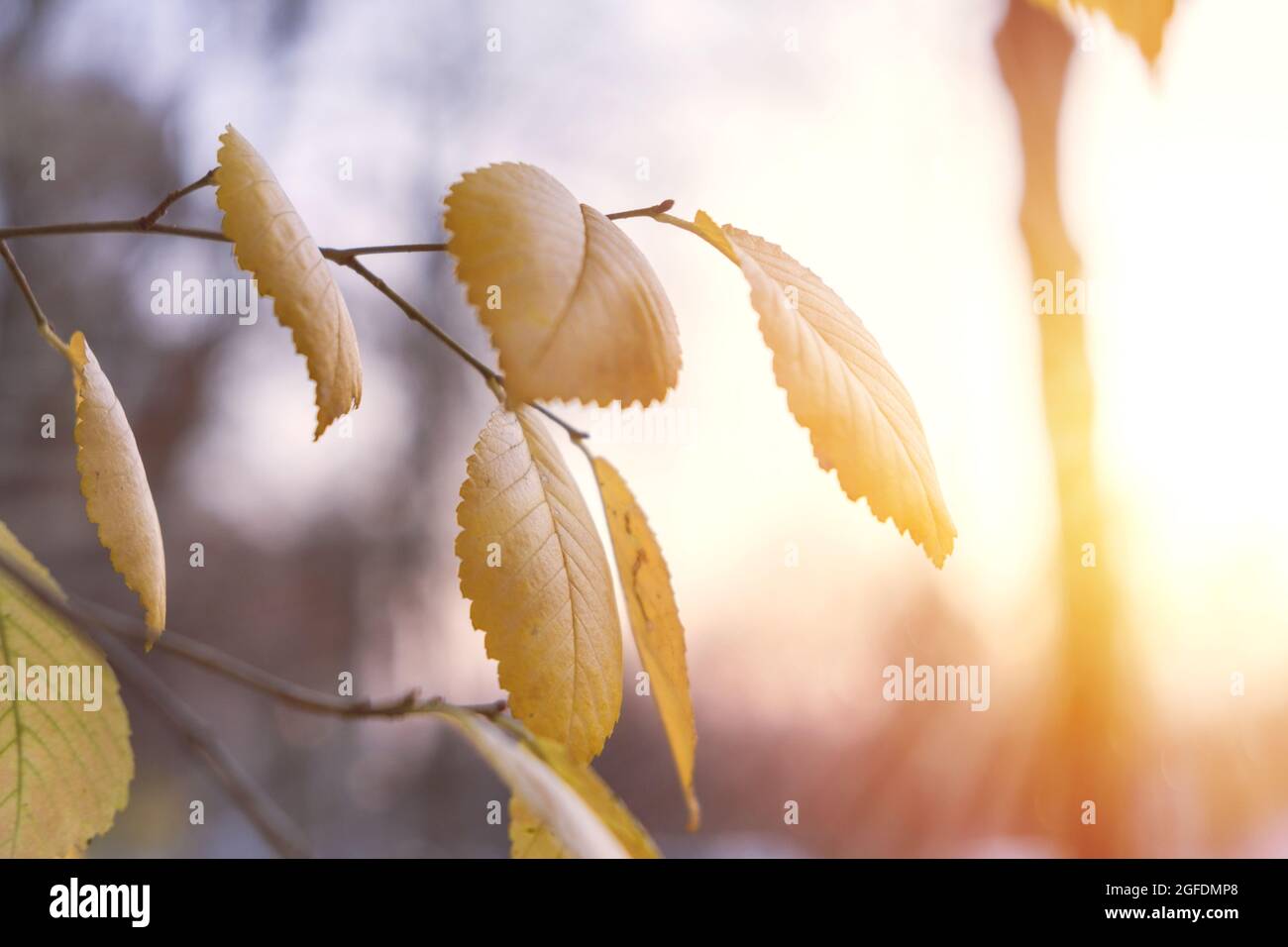 Colorful autumn leaves over blurred nature background. Fall Stock Photo ...