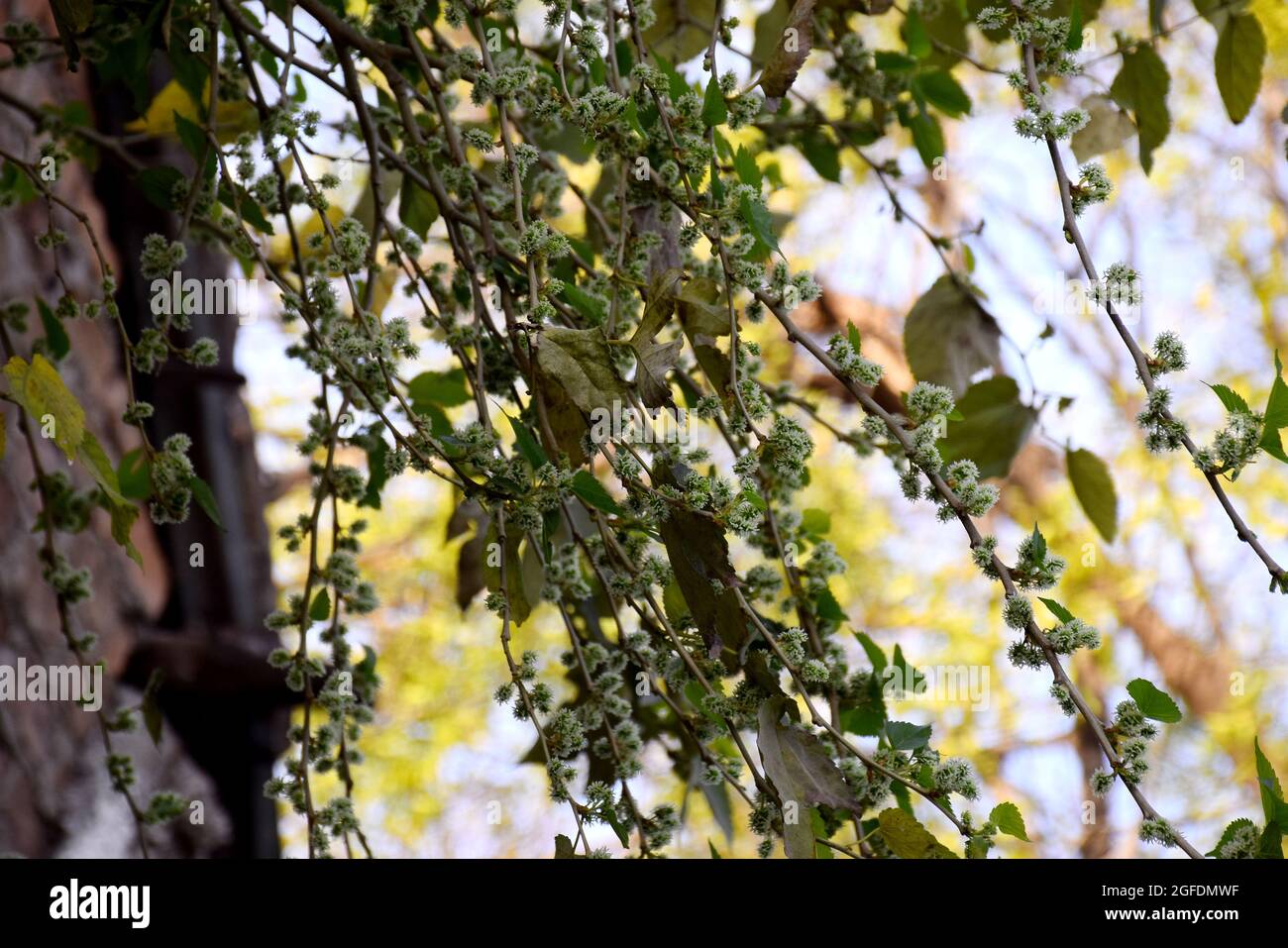 Raw fruits with mulberry branches with blur background Stock Photo - Alamy