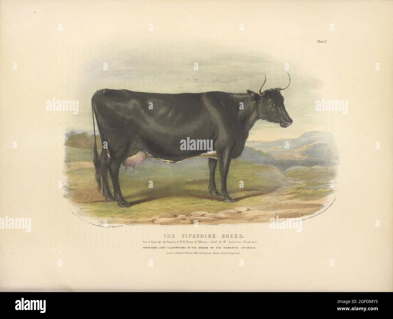 The breeds of the domestic animals of the british islands hi-res stock ...