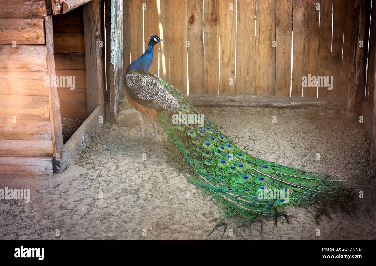 Beautiful peacock on farm Stock Photo - Alamy