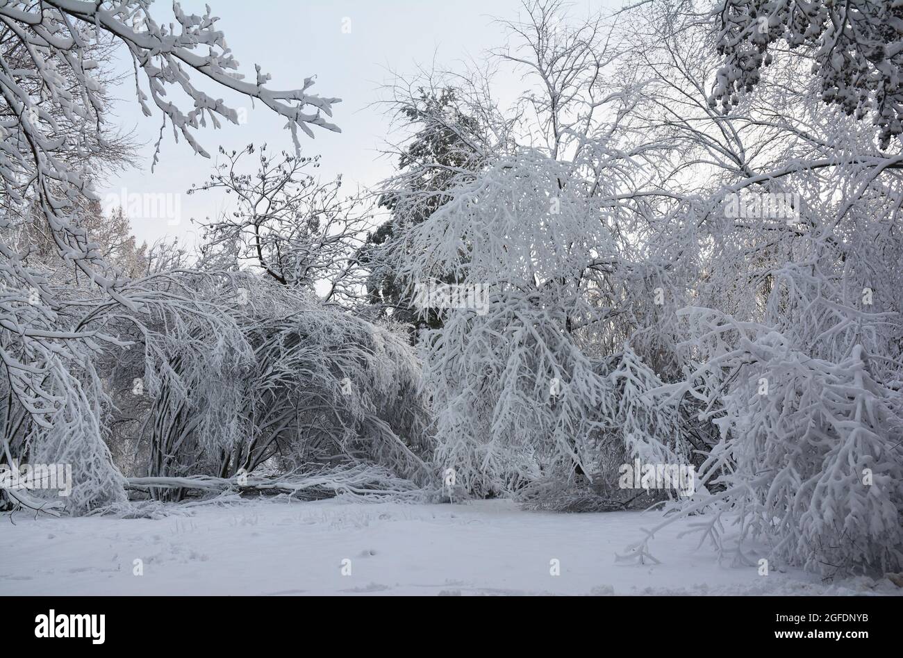 Beautiful white winter landscape. Snowy winter in a deciduous forest ...