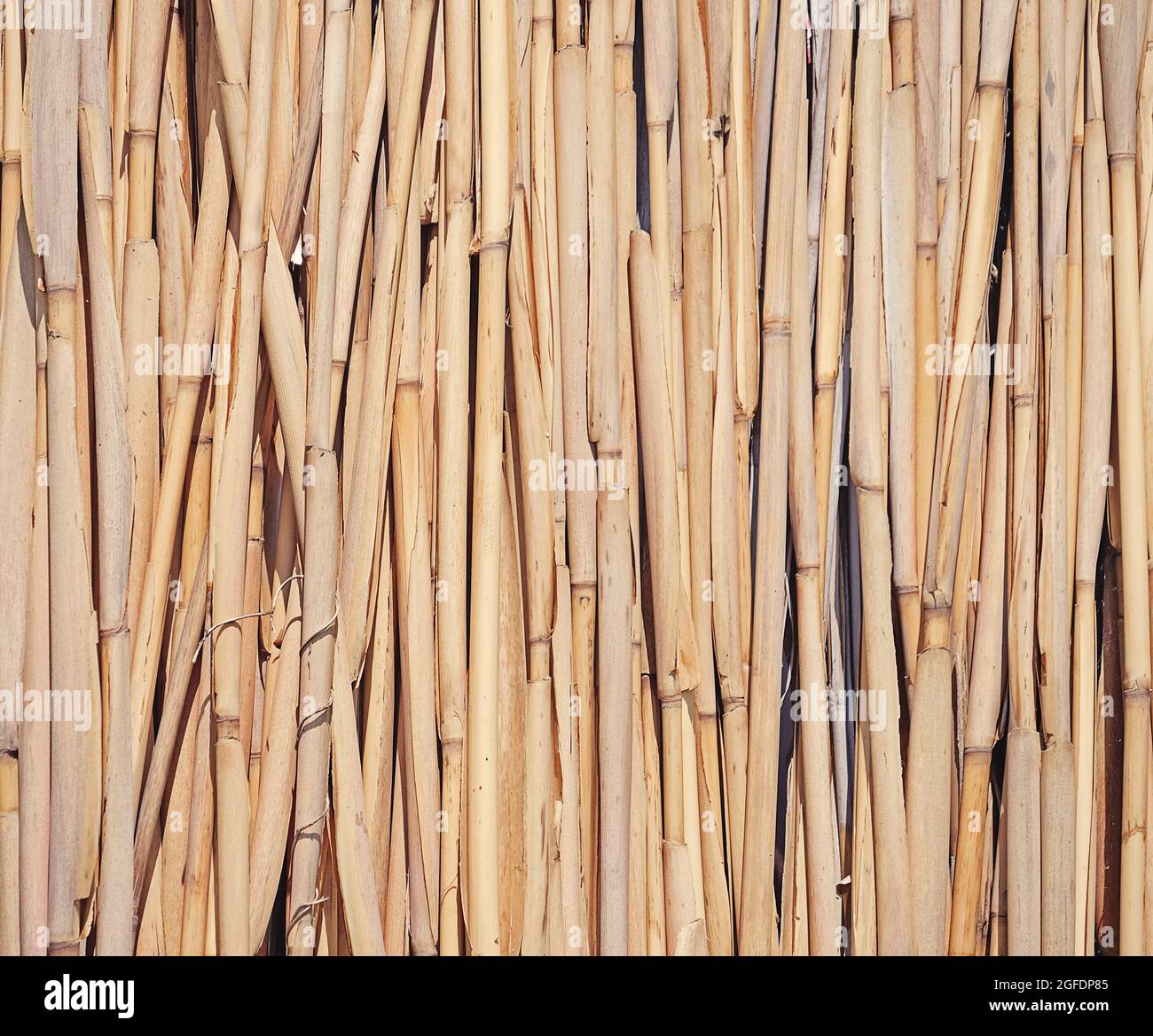 Dry reed background Stock Photo - Alamy