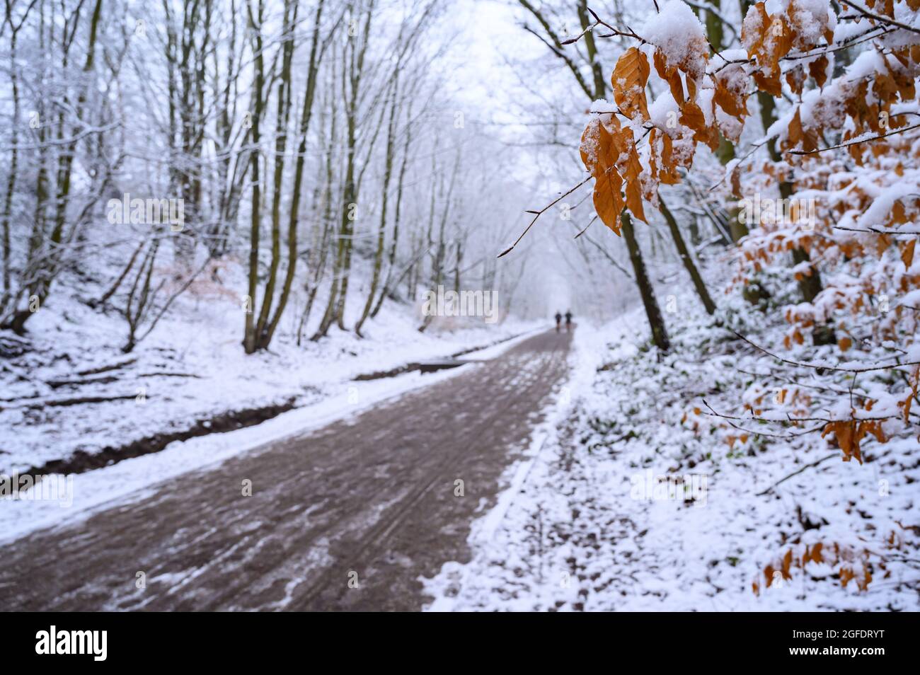 Tyldesley Loopline - Worsley Woods, Worsley. Former railway line Stock ...