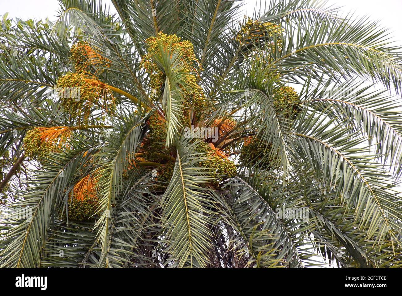 The top part of the palm tree and the palm flakes planted in it Stock ...