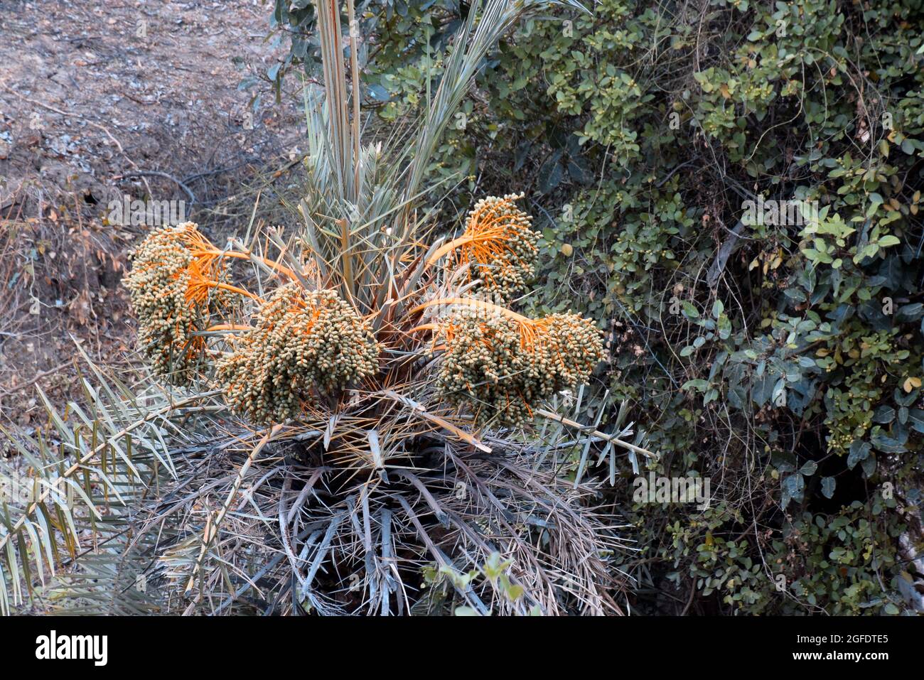 The top part of the palm tree and the palm flakes planted in it Stock ...